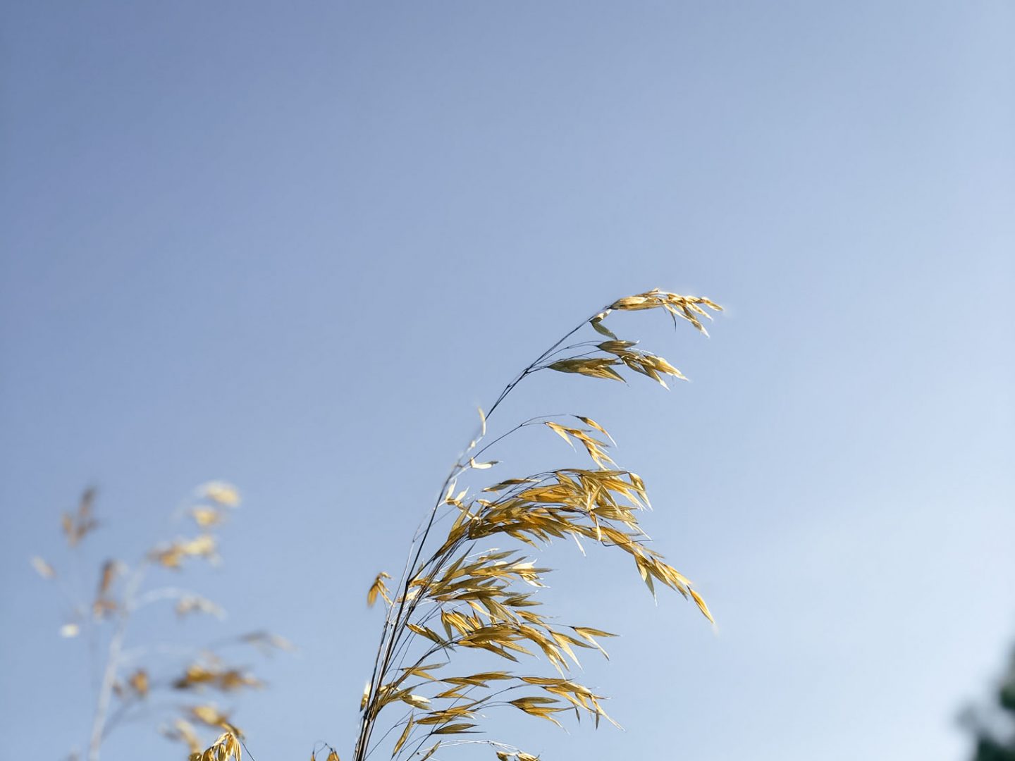 What does it mean to live in alignment? - Elizabeth Dhokia